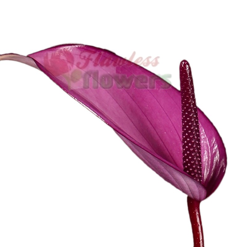 Anthurium Previa | Flawless Flowers Kenya