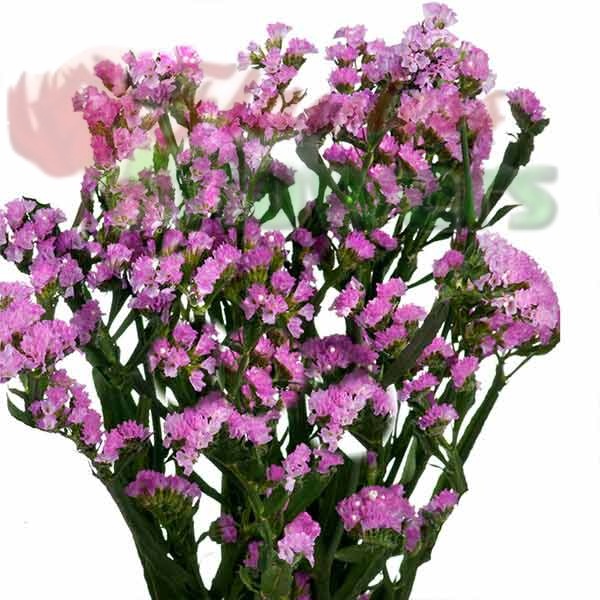 Statice - Pink | Flawless Flowers Kenya